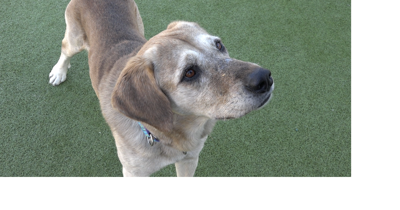 Paws for Pets: Meet Jeff | News | ncwlife.com