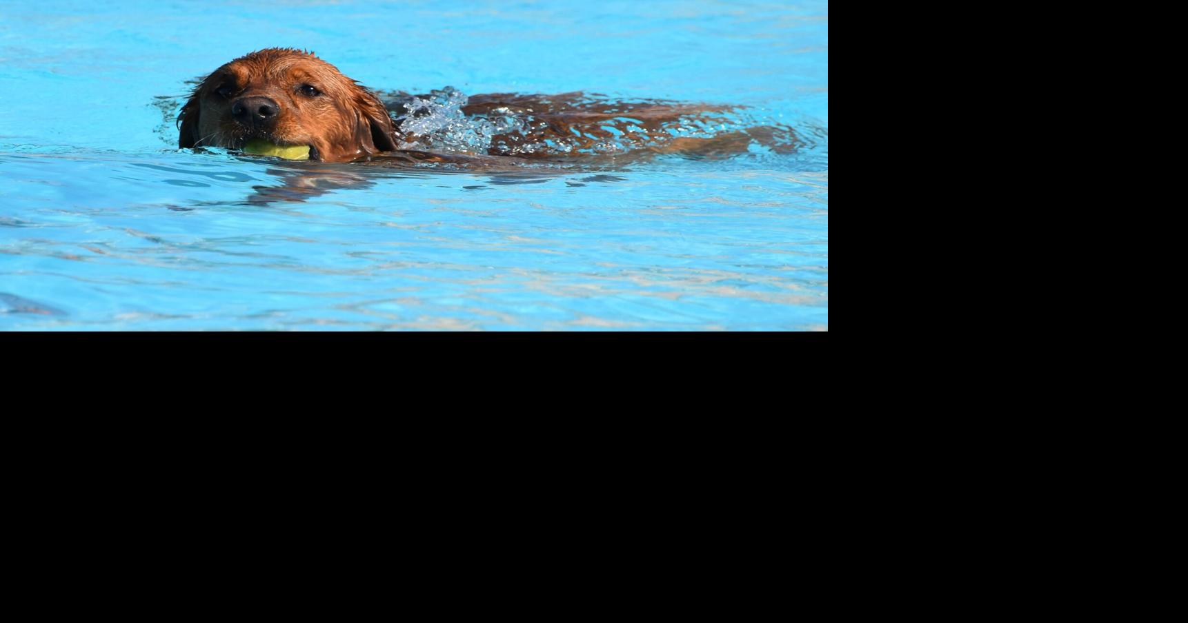 City Pool's 'Doggie Paddle Swim' back this Saturday | News | ncwlife.com