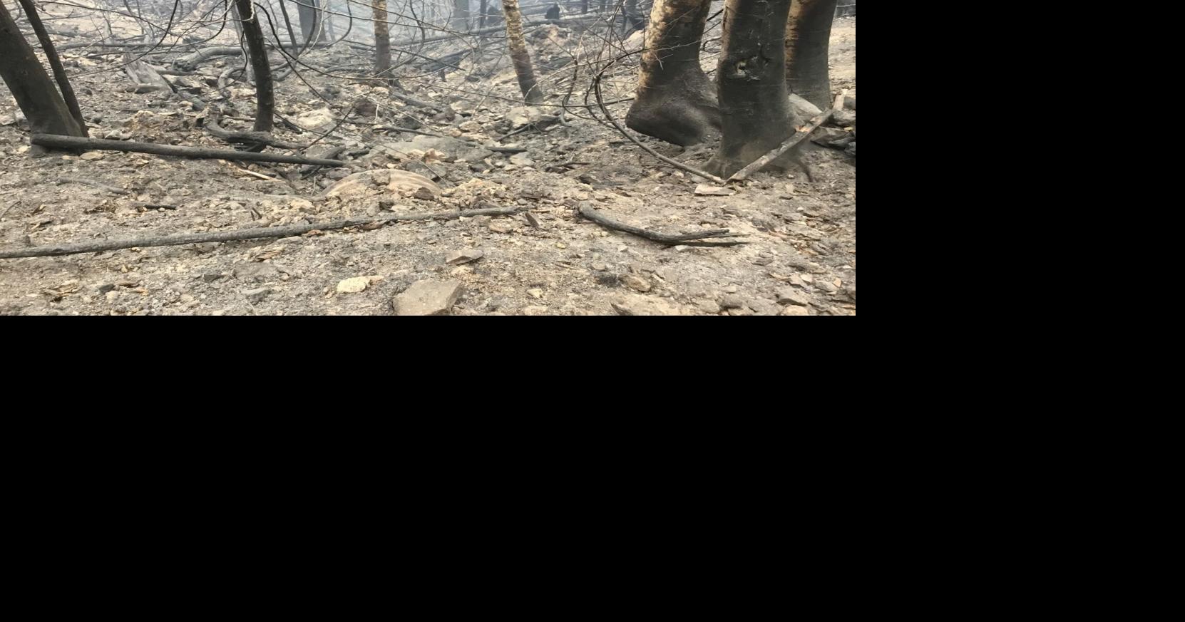 Survey finds potential flash flood areas caused by Bolt Creek Fire ...
