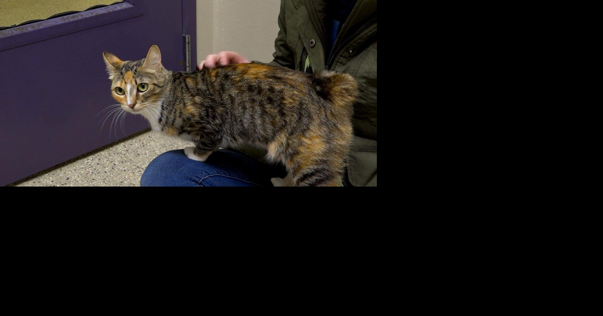 Paws for Pets: Debbie the Cat | News | ncwlife.com
