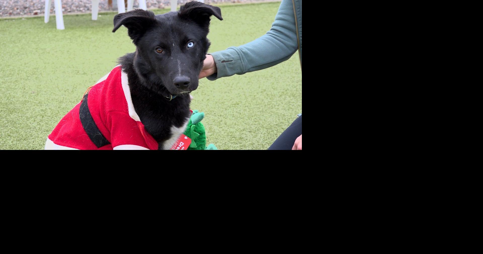 Paws for Pets: Ode the Dog | Wenatchee Valley & NCW | ncwlife.com