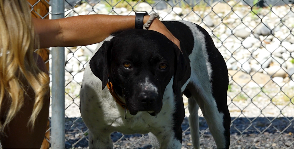 Paws for Pets - Chester the Dog | News | ncwlife.com