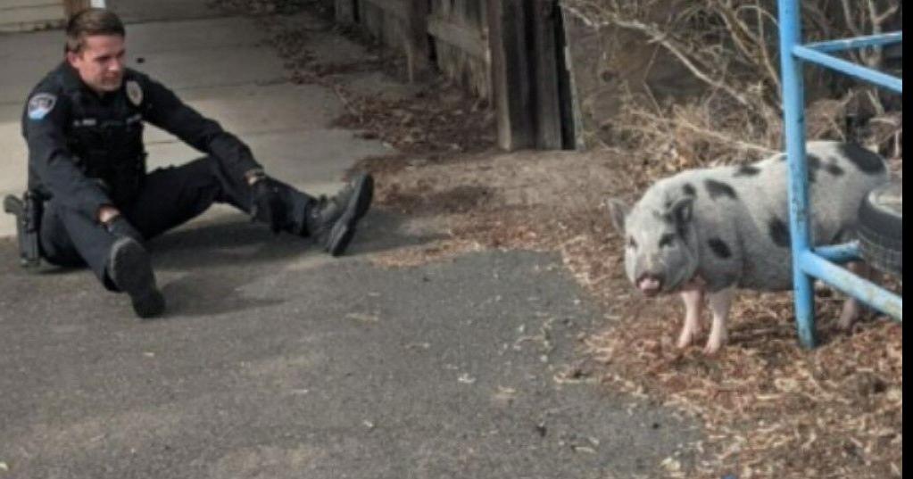 Moses Lake officer has his pig-wrangling skills put to the test | News ...