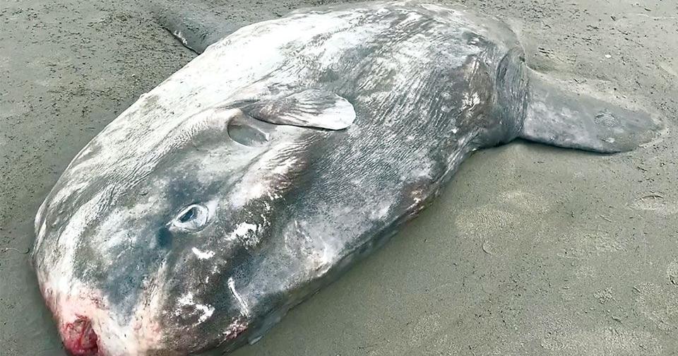 Another large sunfish washes ashore along Oregon’s coast | Coast Life ...