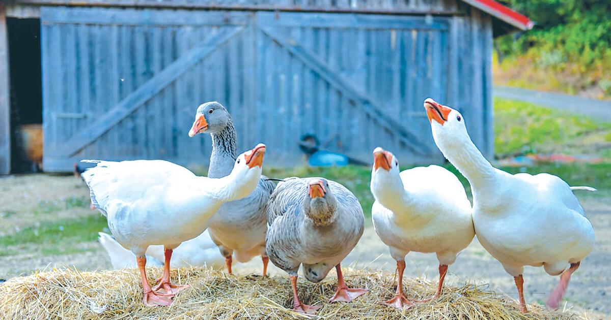 Experience a bit of country life | Community | newportnewstimes.com