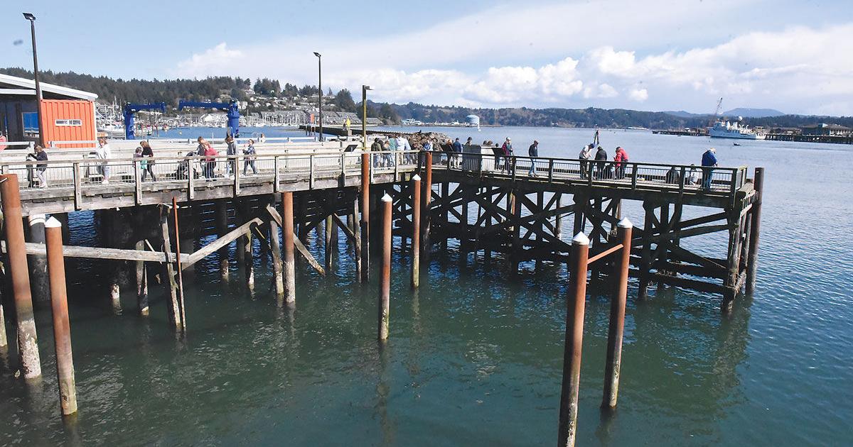 Sea lion docks still absent | News | newportnewstimes.com