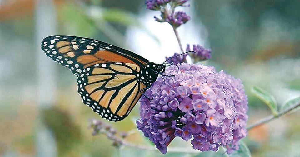 New funding for Monarch Butterfly and Pollinator Conservation in Oregon ...