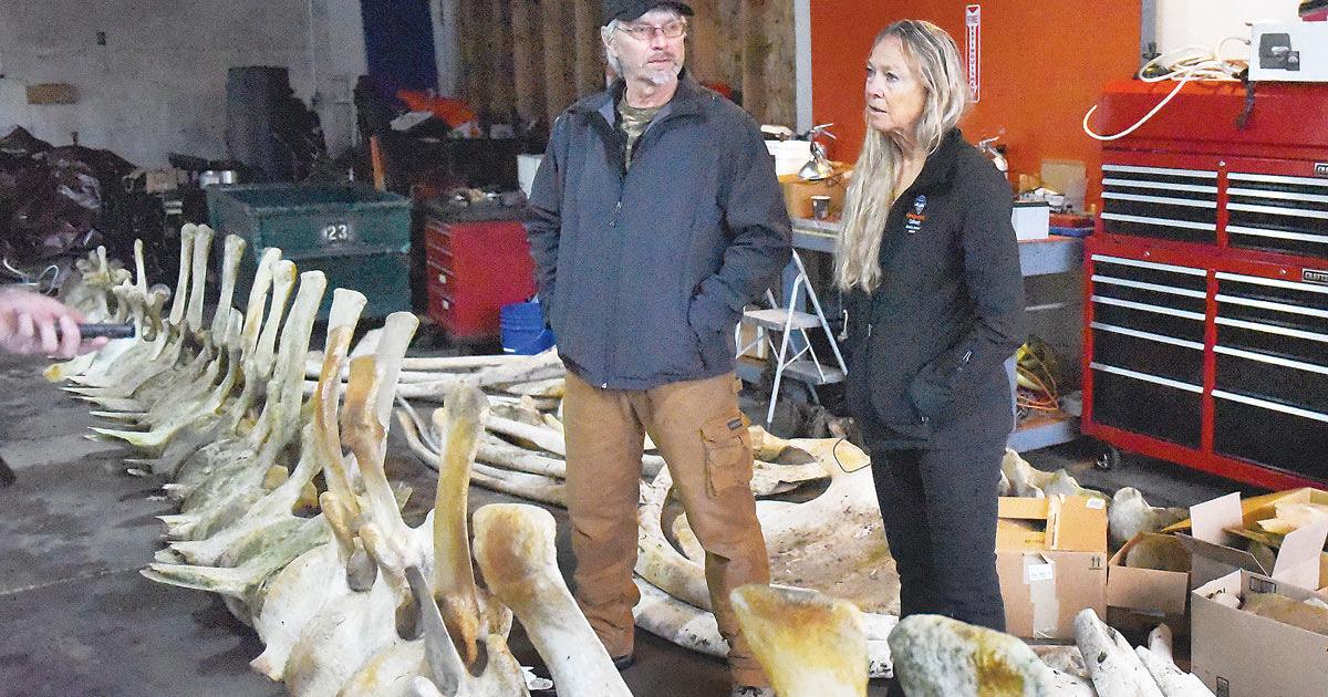 Whale skeleton to get final cleaning | News | newportnewstimes.com