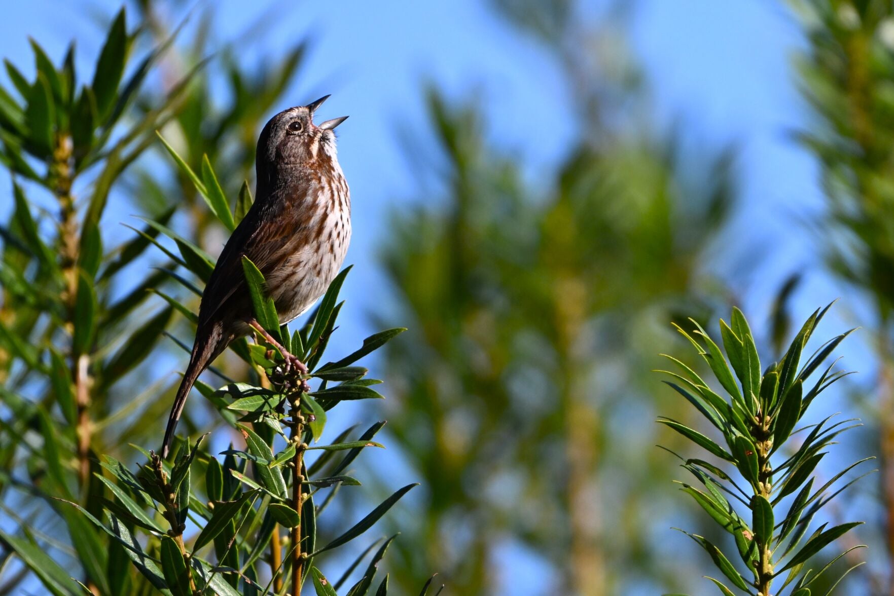 Perch & Pour Birding Happy Hour | Coast Life | newportnewstimes.com