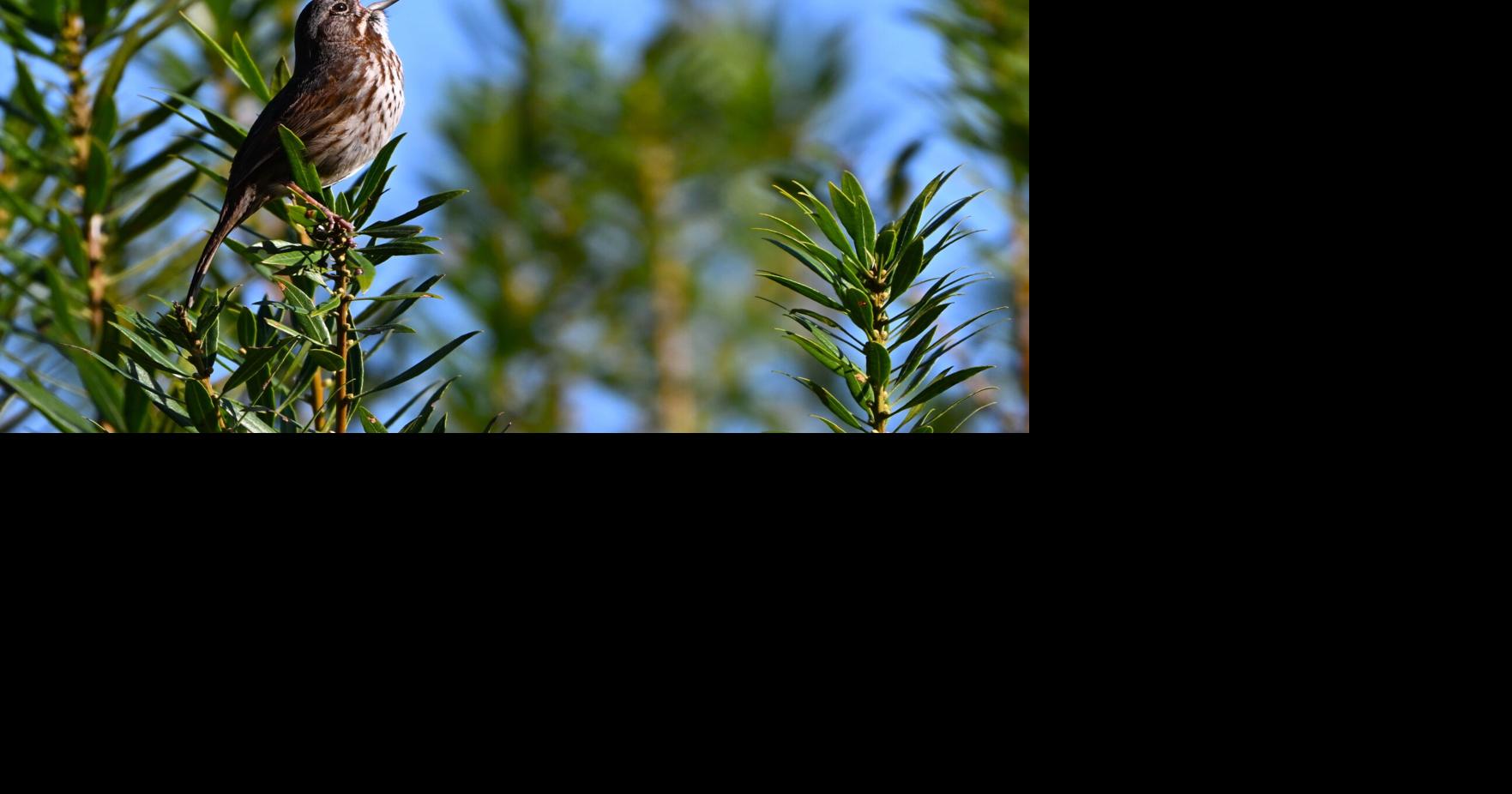 Perch & Pour Birding Happy Hour | Coast Life | newportnewstimes.com