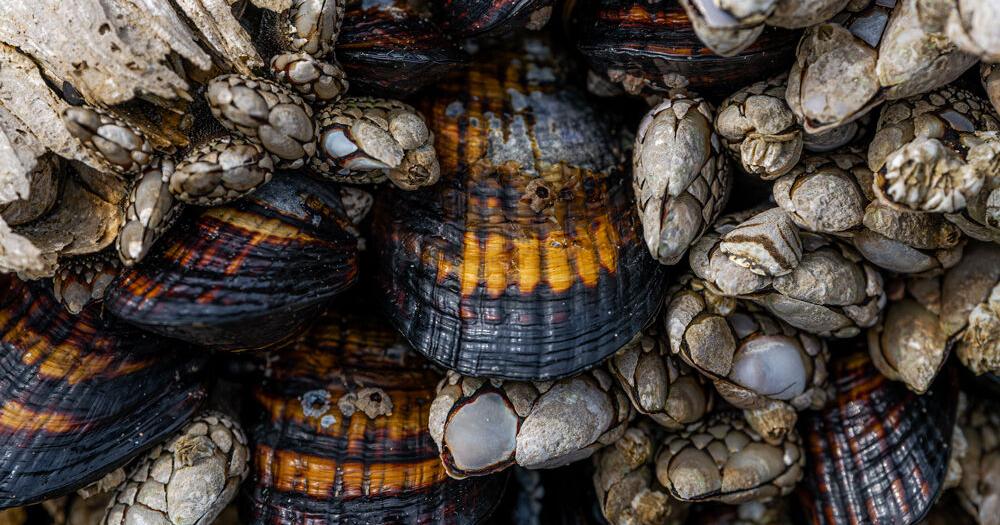 Dive into SCUBA, mussel harvesting and more | Coast Life ...