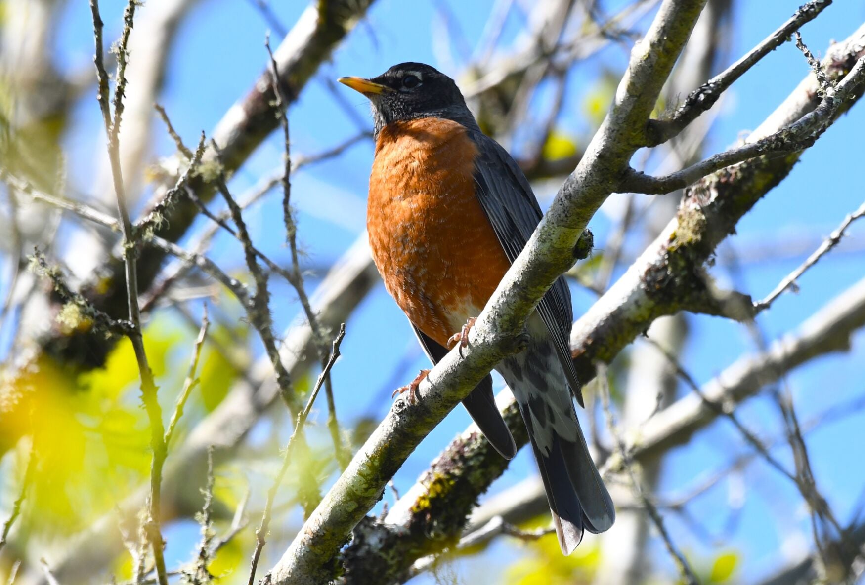 Seven Capes Bird Alliance Introduces 'Birding by D River' | Coast Life ...