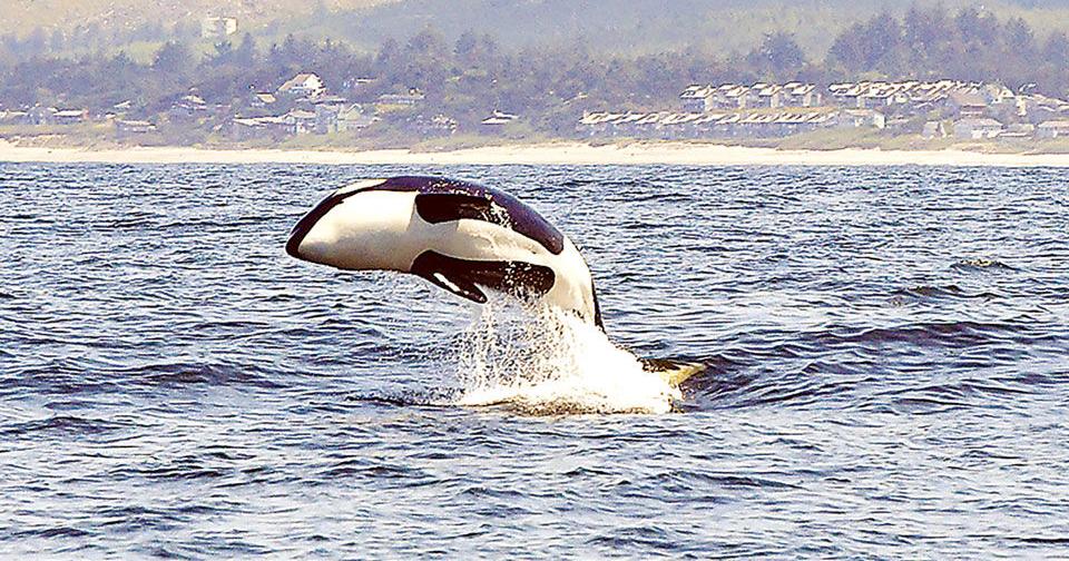 Orca Awareness Day event Saturday | Coast Life | newportnewstimes.com