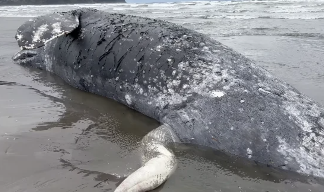 Fourth whale beaches along the Oregon Coast | News | newportnewstimes.com