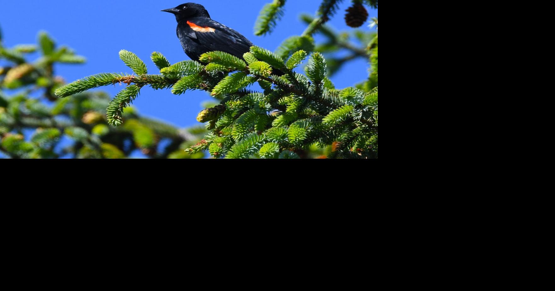 Seven Capes Bird Alliance Introduces 'Birding by D River' | Coast Life ...