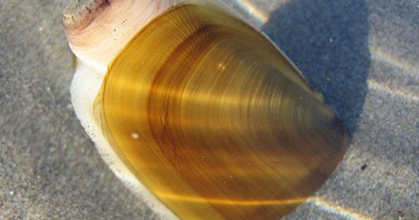 Razor clam harvest closure Cascade Head to California border | News ...