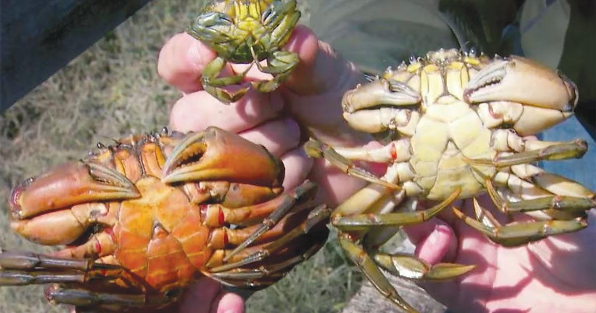 Invasive crabs threaten local shellfish industries | Business ...
