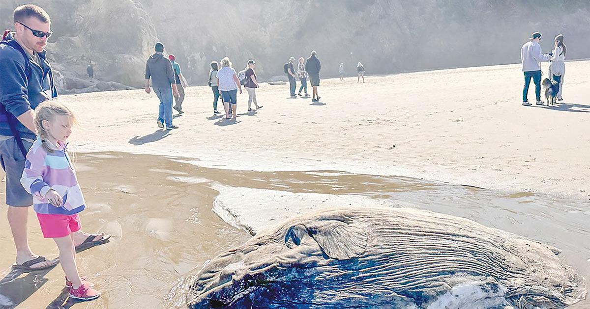 Third sunfish washes ashore along the Oregon coast | News ...