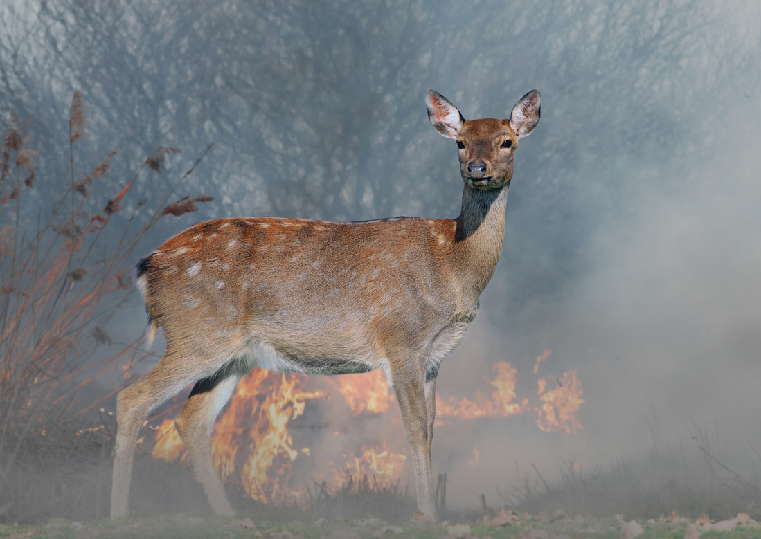 Wildfire challenges for wildlife and how you can help | News ...