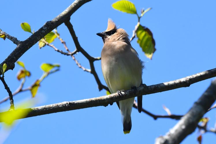 Seven Capes Bird Alliance Introduces 'Birding by D River' | Coast Life ...