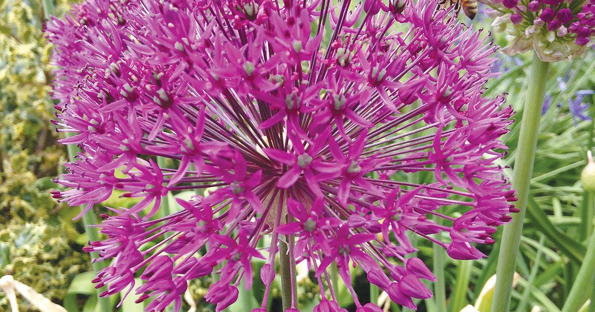 Go underground with bulbs for colorful spring bloom | Regional News ...