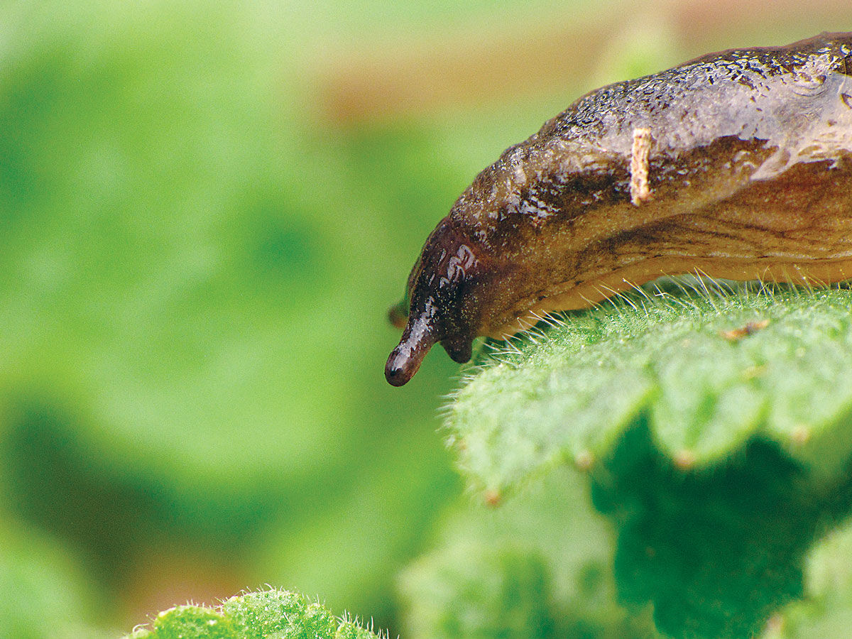 Control slugs now as they lay eggs to hatch in spring | Community ...