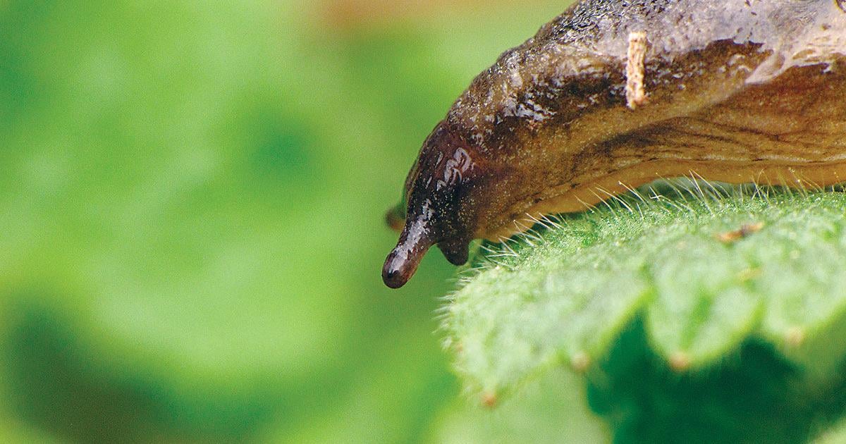 Control slugs now as they lay eggs to hatch in spring | Community ...