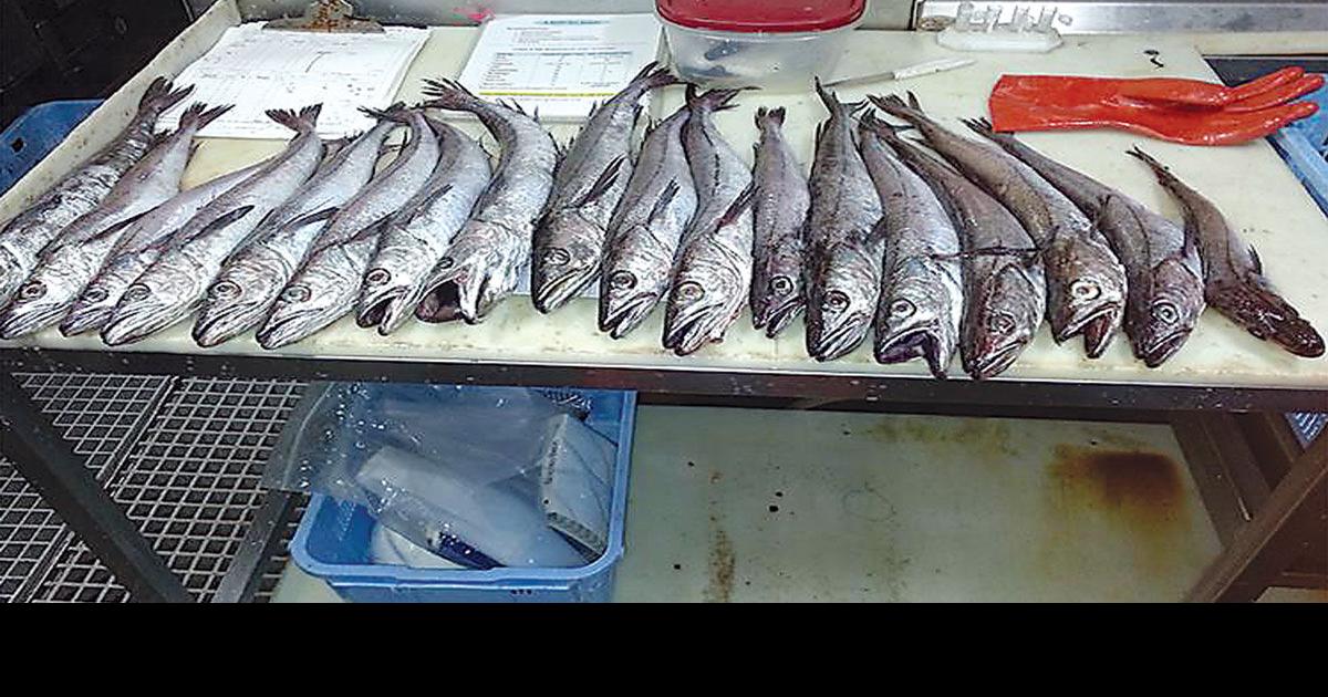 Warmer ocean temperatures increase risk of salmon bycatch in Pacific ...