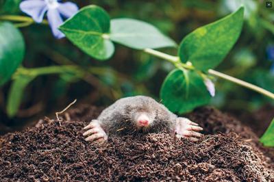 Moles, voles and gophers digging the garden | Community ...
