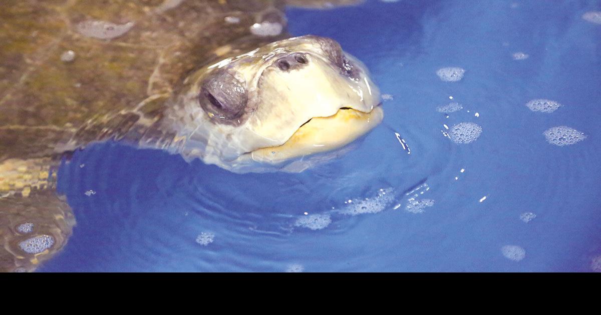 Tides turn for stranded sea turtles | News | newportnewstimes.com