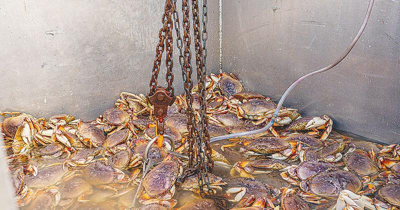 Commercial Dungeness crab season delayed | News | newportnewstimes.com