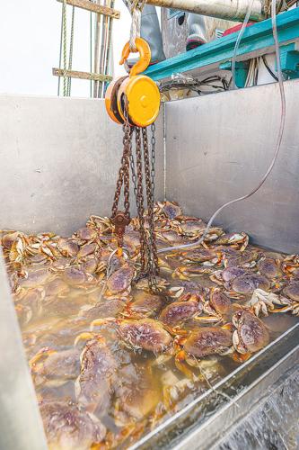 Commercial Dungeness crab season delayed | News | newportnewstimes.com