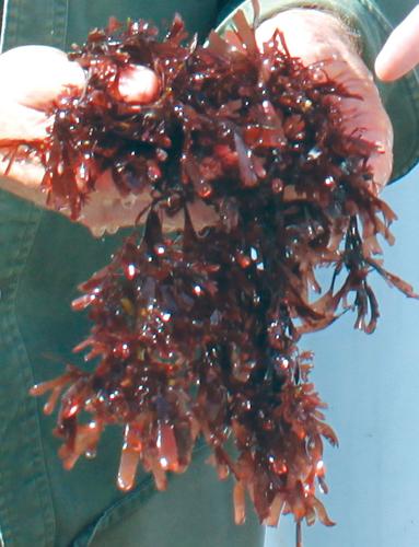 Providing nutritious seaweed | Community | newportnewstimes.com