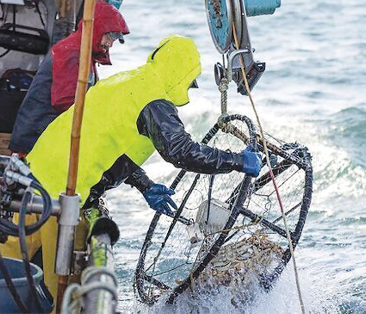 Commercial Dungeness crab season opens Dec. 16 | News ...