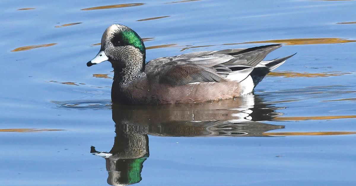 Audubon Bird Walk along Siletz Bay | Coast Life | newportnewstimes.com