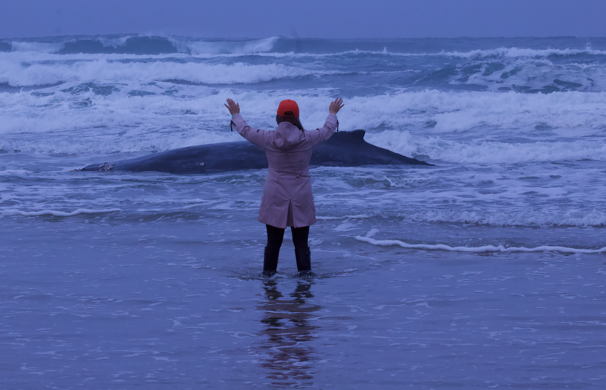 Update - Video - Photos - Stranded: Humpback whale at Yachats | News ...