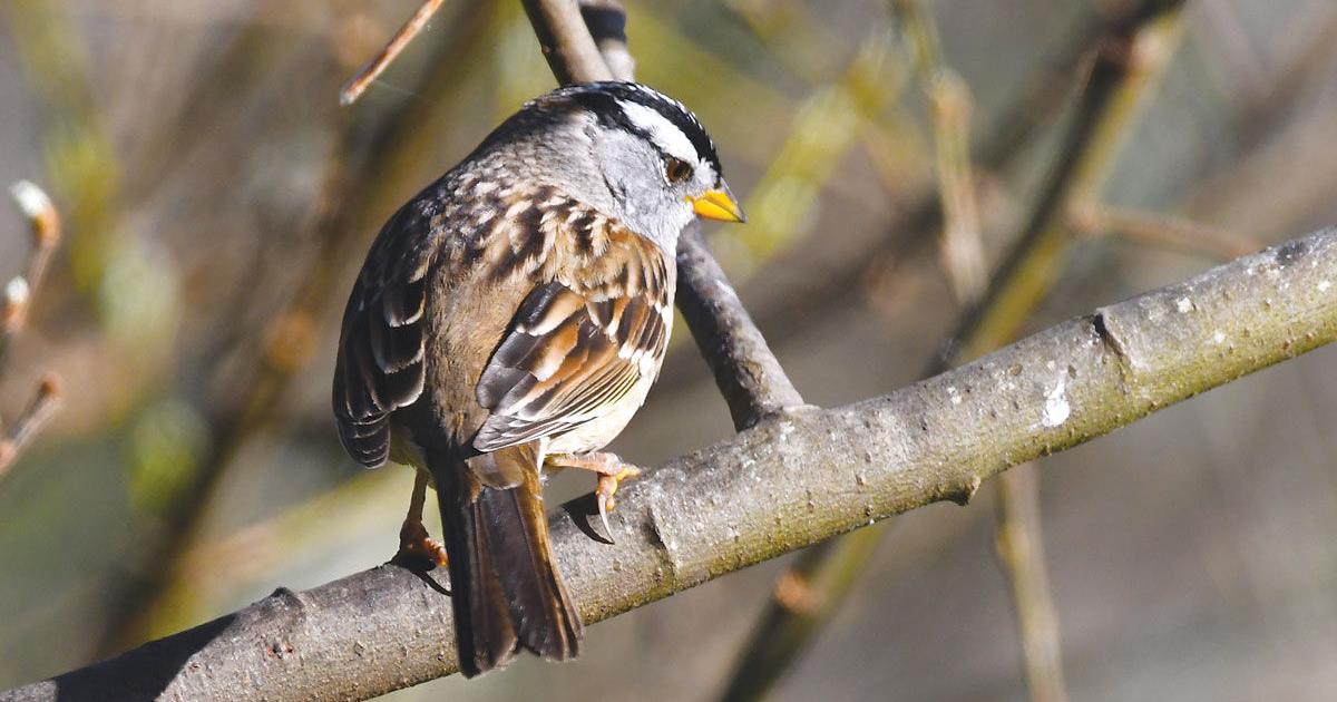 Bird Walk Saturday in Lincoln City | Coast Life | newportnewstimes.com