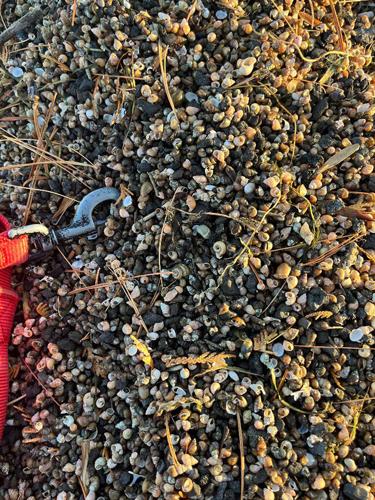 Environmentalists Question Origin Of Mollusk Die-Off | News ...