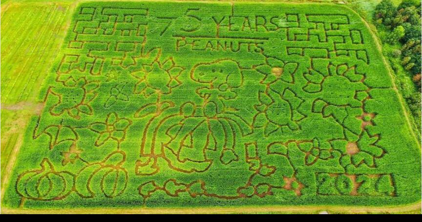 Amazing Corn Maze Features Snoopy | Entertainment ...