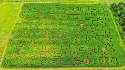 Amazing Corn Maze Features Snoopy | Entertainment ...