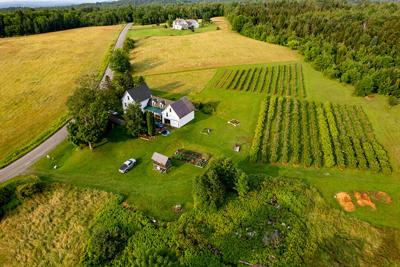 Blueberry Meadows in Barton Going Strong After Twenty Years of ...