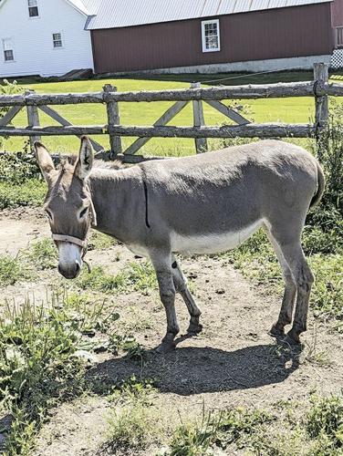Arnold's Rescue Center Hosts Fundraiser | News ...