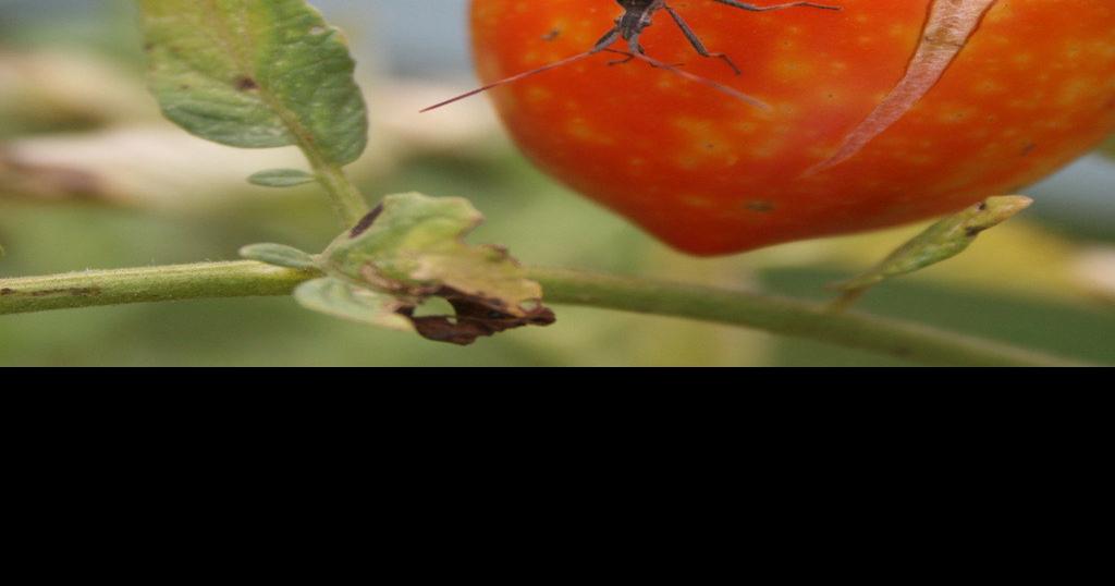 UGA vegetable pro offers tips on controlling insects, diseases in home ...