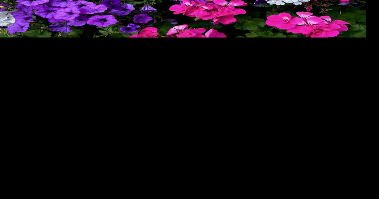 On Gardening: Supertunia Mini Vista Indigo captures a super honor ...