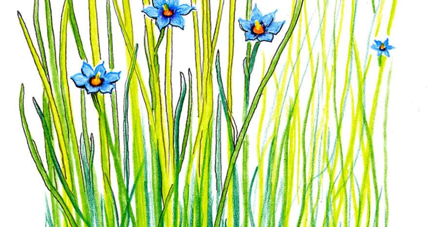 ORRIN MORRIS: Find blue-eyed grass at Panola Mountain State Park ...