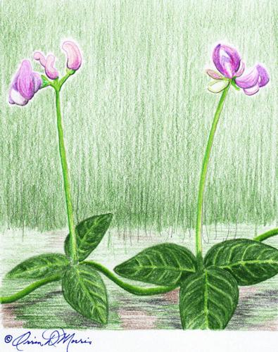 ORRIN MORRIS: Sow seeds of love and hope | Faith | news-daily.com