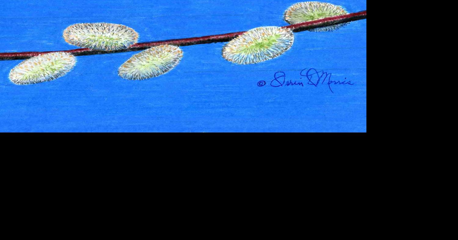 ORRIN MORRIS: Spring surrounds us with new life | Faith | news-daily.com