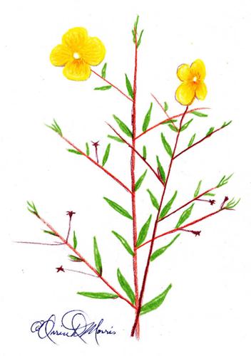 ORRIN MORRIS: The hand of God is loving, gracious | Faith | news-daily.com