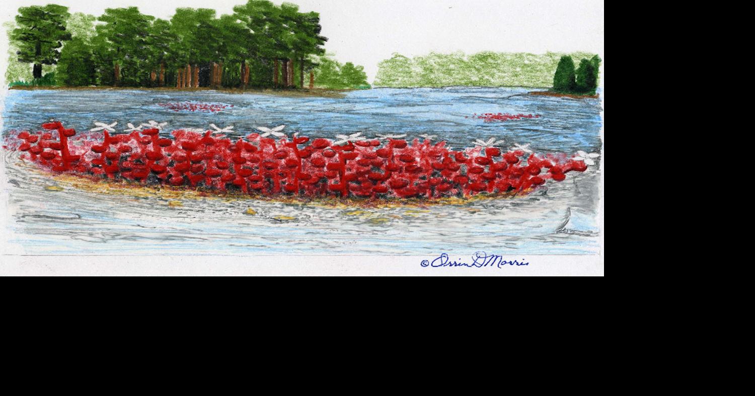 ORRIN MORRIS: Unique area home to wide variety of plants | Faith | news ...