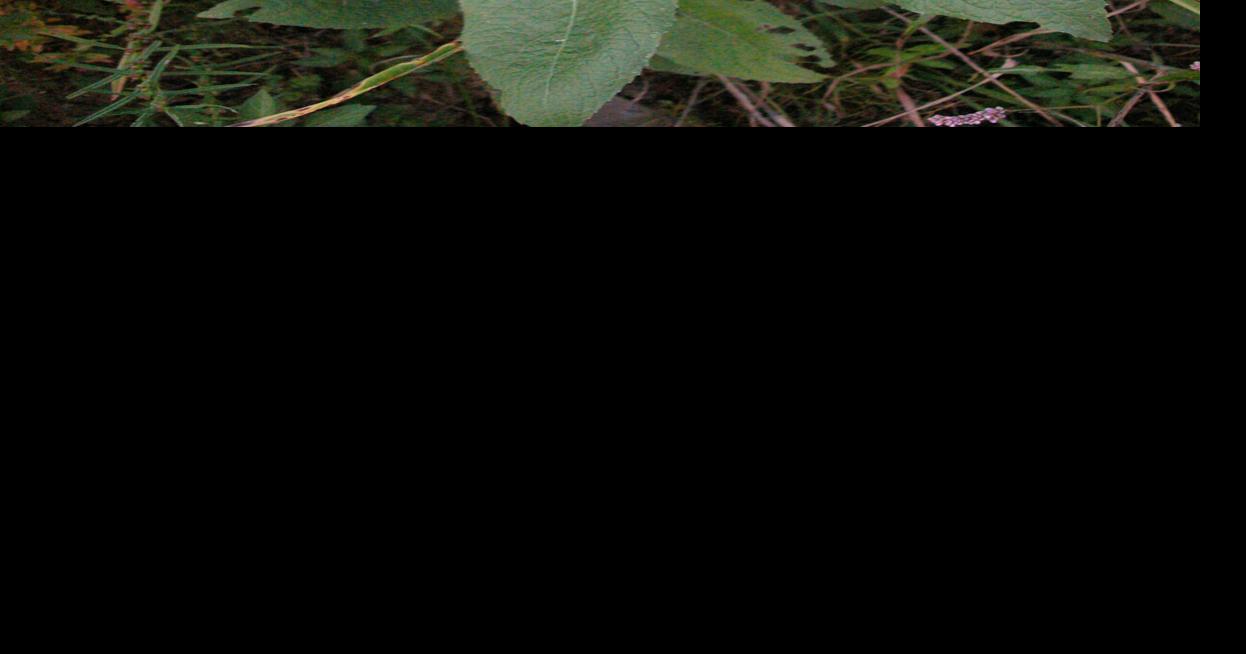 Mystery Plant: Camphor stinkweed, Fleabane, Pluchea camphorata ...